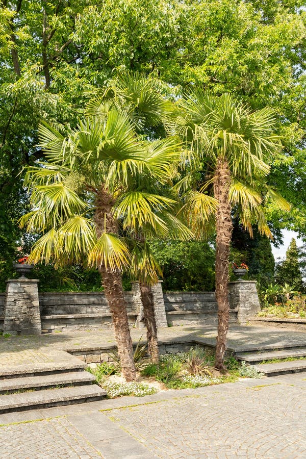 Palm Trees in Mainau in Germany Stock Photo - Image of biology ...