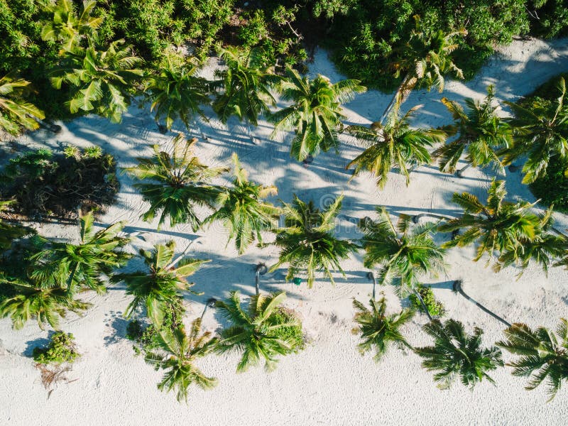 Palm Trees on Maldives Beach. Drone Top Down View Stock Image - Image ...