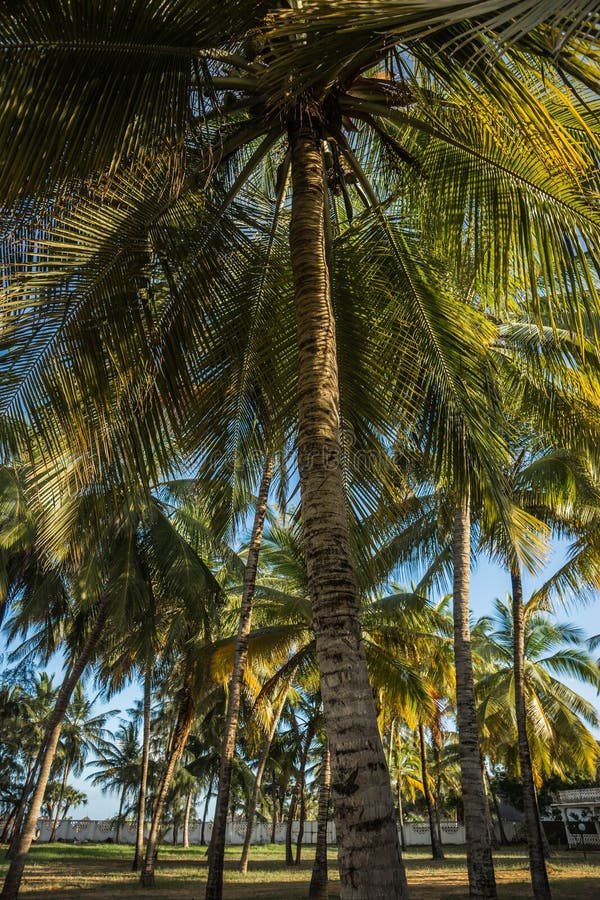 Palm Trees in Malindi in Eastern Kenya Stock Photo - Image of palms ...