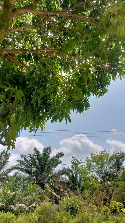 Palm trees and mango trees stock photo. Image of palm - 279748518