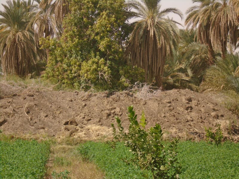 Palm Trees, Mangoes, and Oranges Stock Photo - Image of forest, travel ...