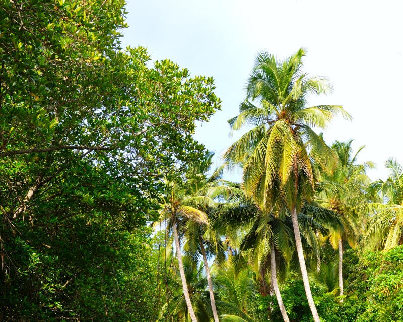 Palm Trees, Mangroves and Other Tropical Trees Against a Blue Sky Stock ...