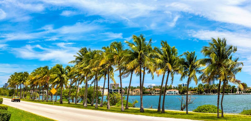 Palm trees in Miami Beach stock photo. Image of tourism - 247544330