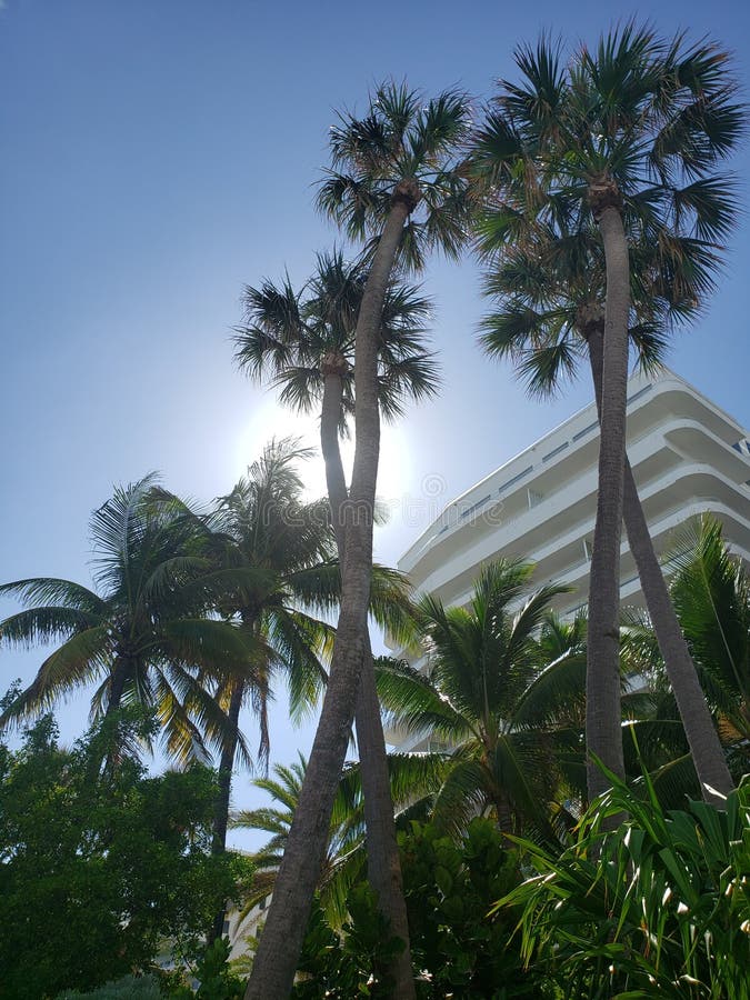 Palm Trees in Miami stock image. Image of miami, trees - 166051283