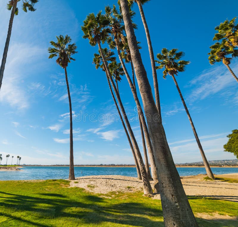 Palm trees in Mission Bay stock image. Image of curve - 89803279