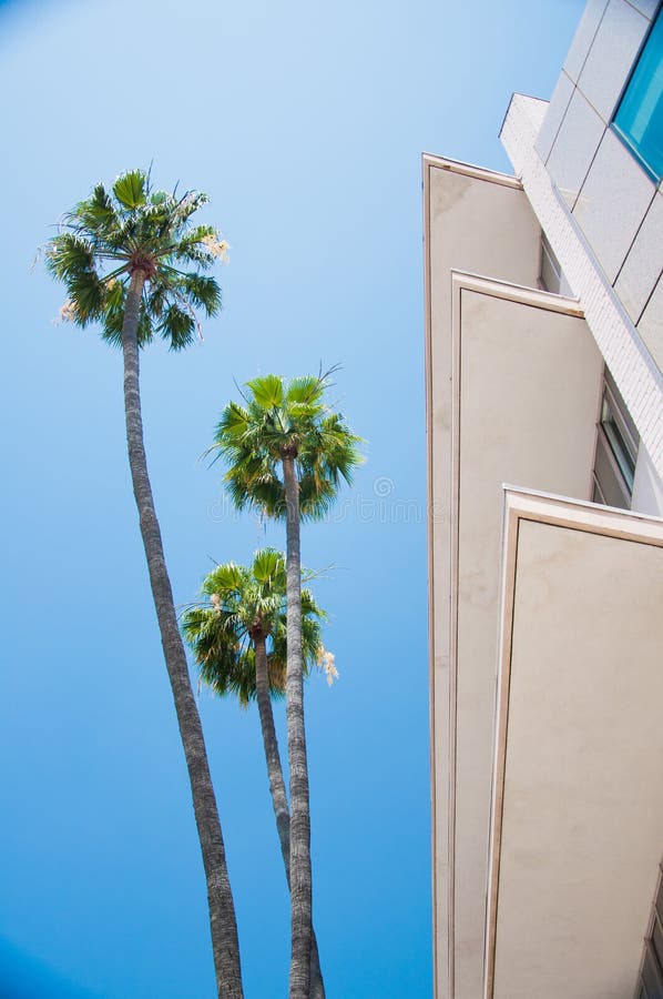 Palm Trees and Modern Architecture Stock Photo - Image of buildings ...