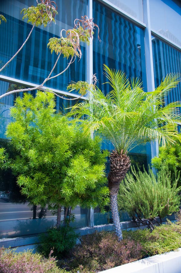 Palm Trees and Modern Architecture Stock Image - Image of california ...