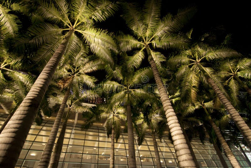 Palm Trees with Modern Building Background Stock Image - Image of shine ...