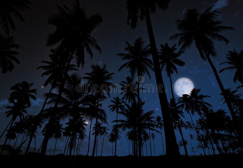Palm Trees and Moon at Night Stock Image - Image of jamaica, leaves ...