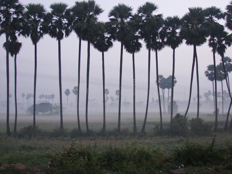 Palm trees morning stock image. Image of nature, palm - 5835409