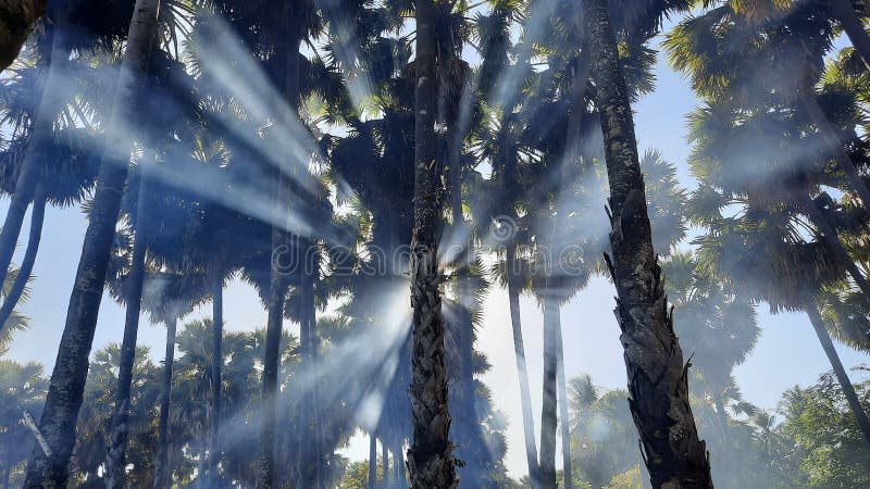Palm Trees in the Morning Smoke Stock Photo - Image of autumn, water ...