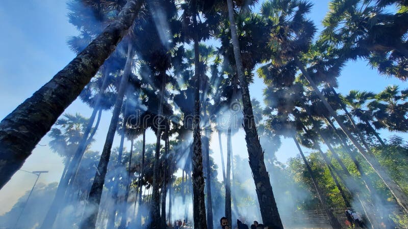 Palm Trees in the Morning Smoke Stock Photo - Image of frost, morning ...