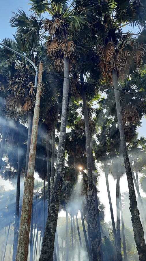 Palm Trees in the Morning Smoke Stock Photo - Image of leaf, forest ...