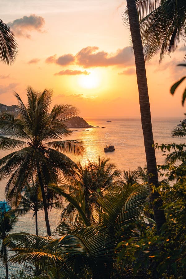 Palm Trees and Morning Sun on the Island Stock Photo - Image of morning ...