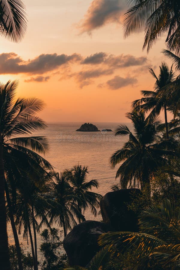 Palm Trees and Morning Sun on the Island Stock Photo - Image of ...