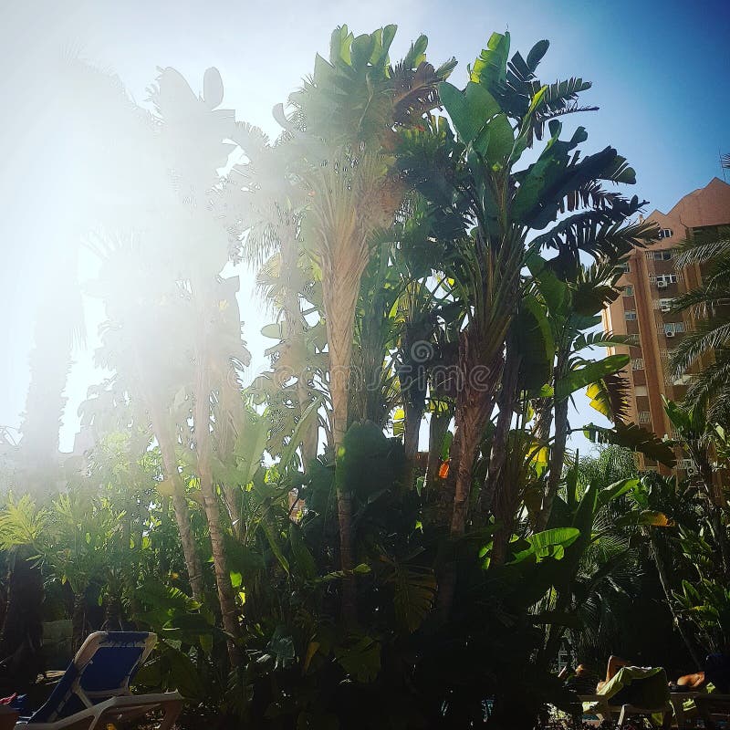 Palm Trees and Morning Sunshine Stock Image - Image of view, palm: 80506369