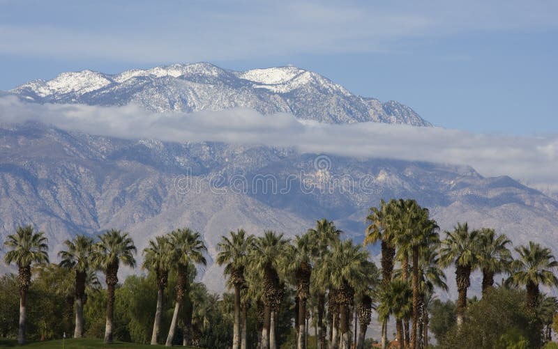 California Palms stock image. Image of tall, trees, palms - 38457
