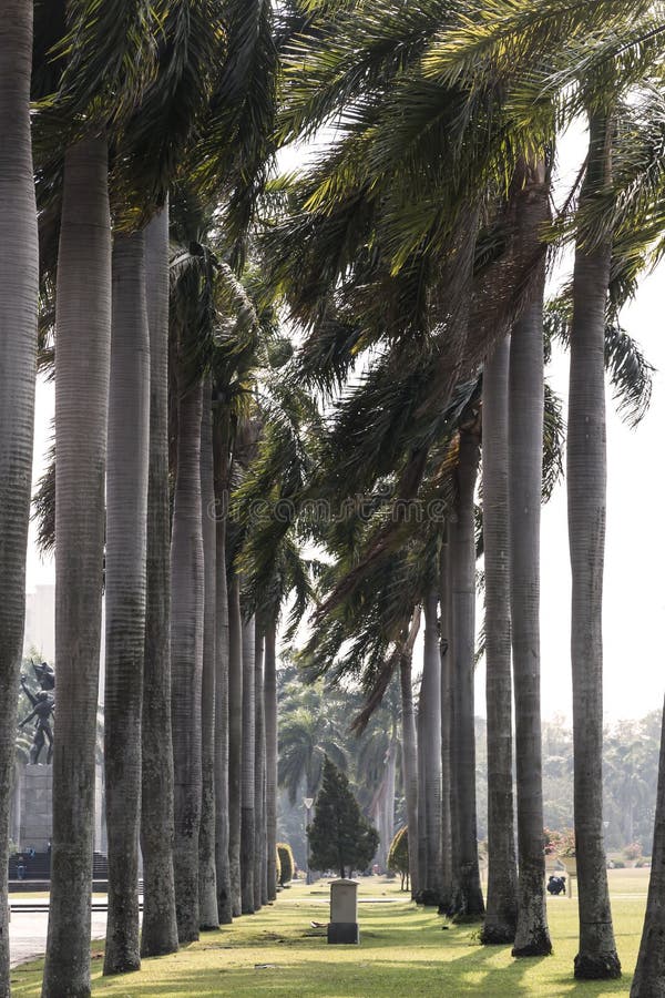 Palm Trees in the National Monument Park Stock Image - Image of natural ...