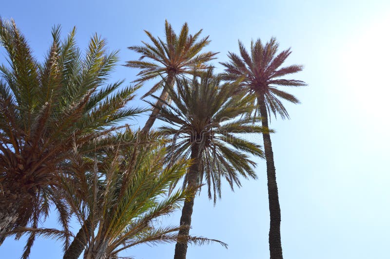 Red Dates Palm Tree Palms stock image. Image of kindle - 45059711