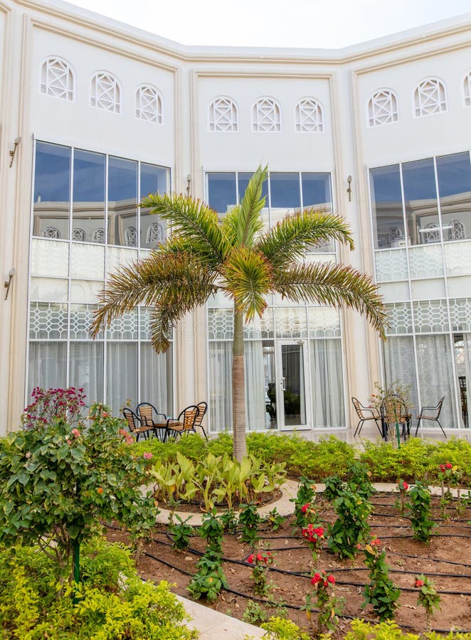 Palm Trees Near the Building. Stock Image - Image of environment, urban ...