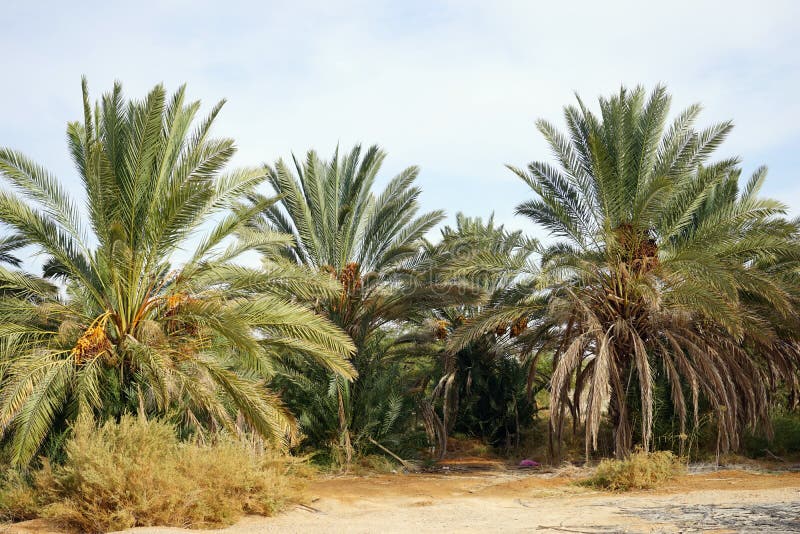Grove Of Palm Trees In The Desert, Israel Stock Photo - Image of palm ...
