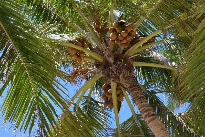 Palm Trees with Nuts and Foliage Stock Image - Image of climate, nature ...