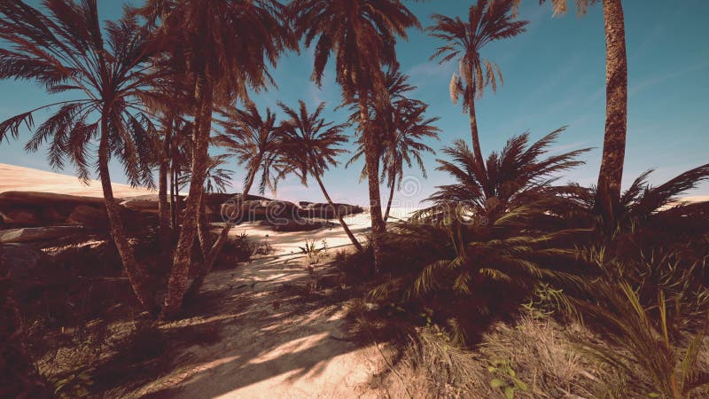 Palm Trees of Oasis in Desert Landscape 4 Stock Footage - Video of ...