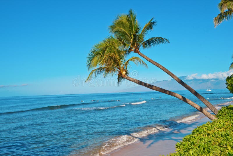 Palm Trees and the Ocean Beach Stock Photo - Image of palm, white: 22851854