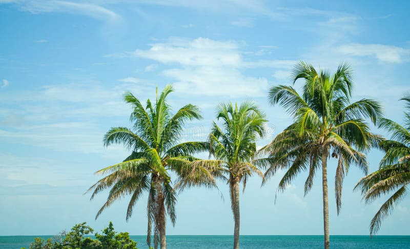 Palm Trees and Ocean stock photo. Image of vacation - 217560580