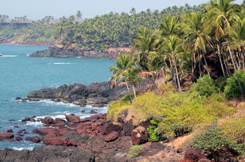Palm Trees on the Ocean Coast Stock Image - Image of paradise, india ...