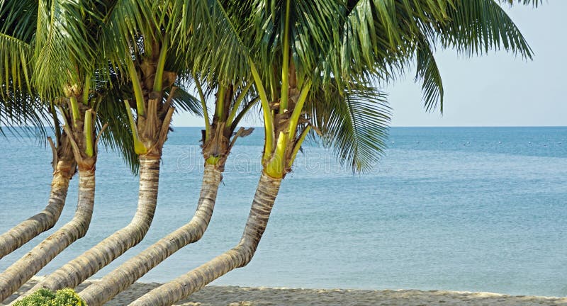 Palm trees at the ocean editorial stock photo. Image of asia - 316776503