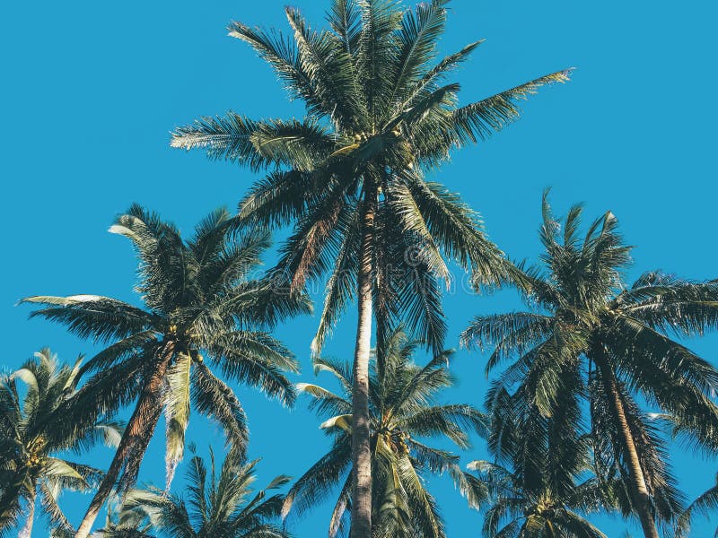 Palm trees over blue sky stock photo. Image of travel - 86049644
