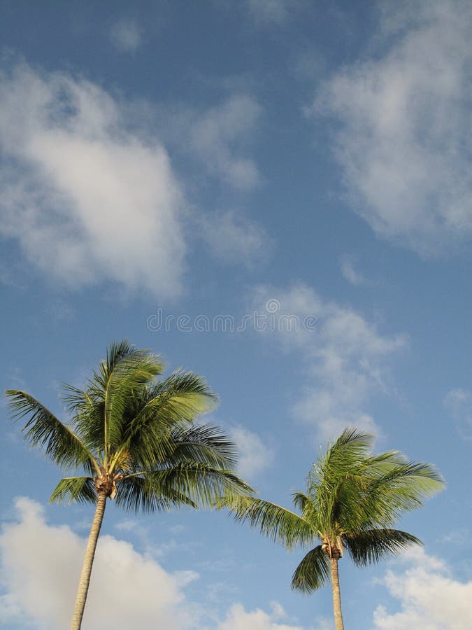 Palm trees over a blue sky stock image. Image of plant - 47077261