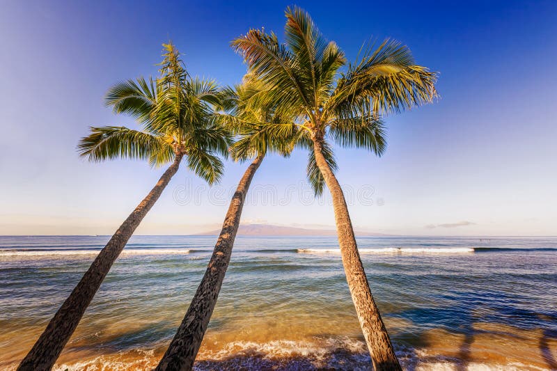Palm Trees and the Pacific Ocean in Hawaii Stock Image - Image of ...