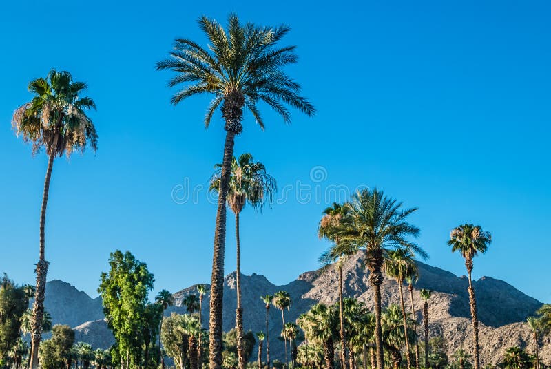 Desert Garden Palm Springs stock image. Image of hillside - 29990829