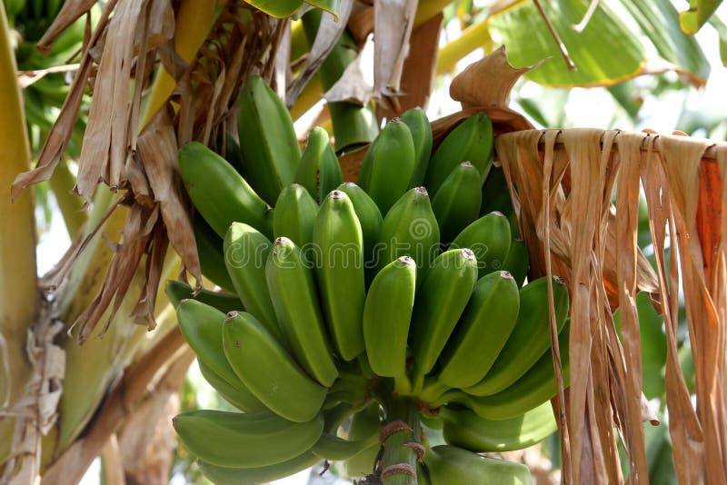 Palm trees stock image. Image of shrub, yellow, tree - 238625421
