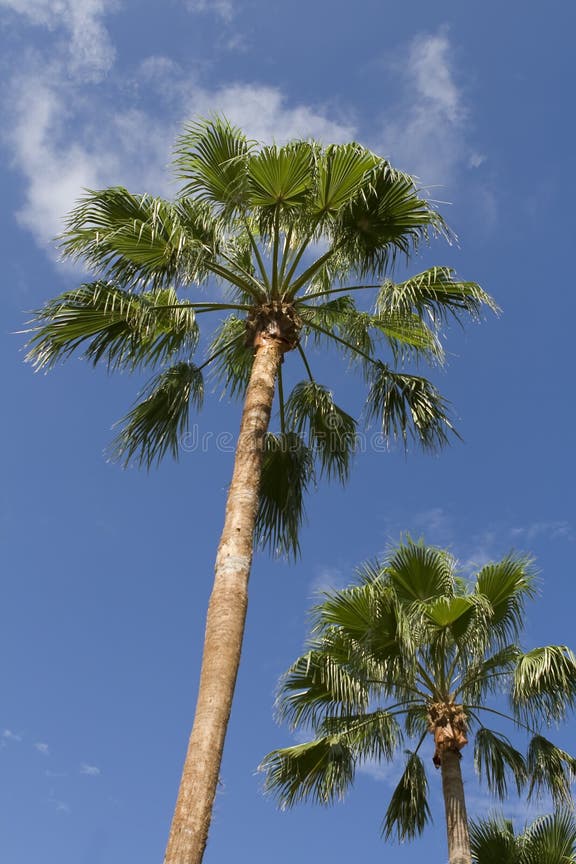 Palm trees in paradise stock photo. Image of green, bark - 6979142