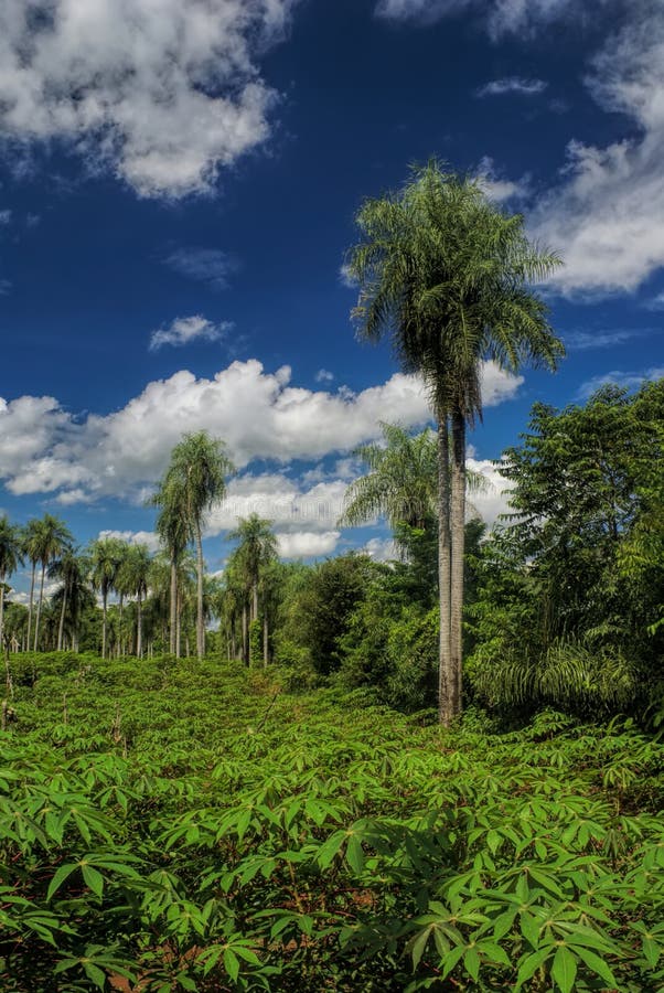 Palm trees stock photo. Image of paraguay, jungle, scenery - 49475152