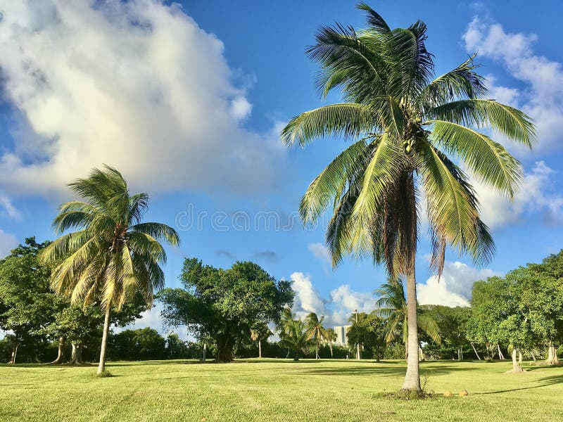 Florida nature in Miami stock image. Image of dawn, holiday - 162094807