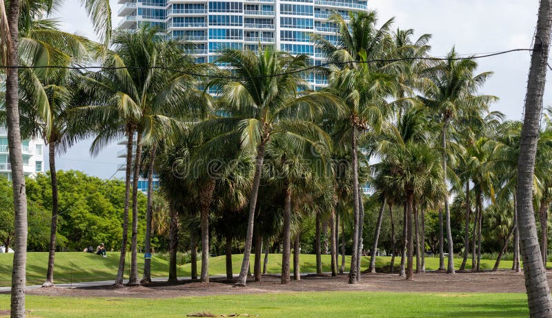 Palm Trees in Park Miami Beach Florida Stock Photo - Image of ...