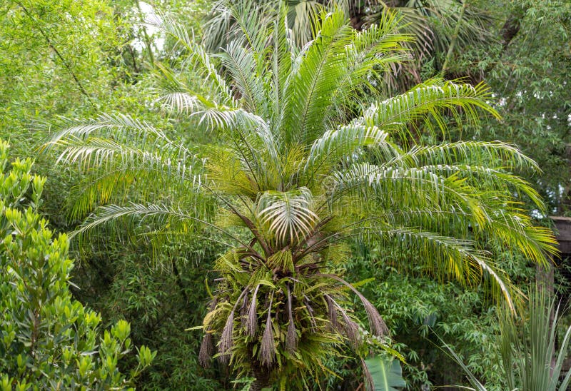Palm Trees in the Park, Miami Florida Stock Photo - Image of plantation ...