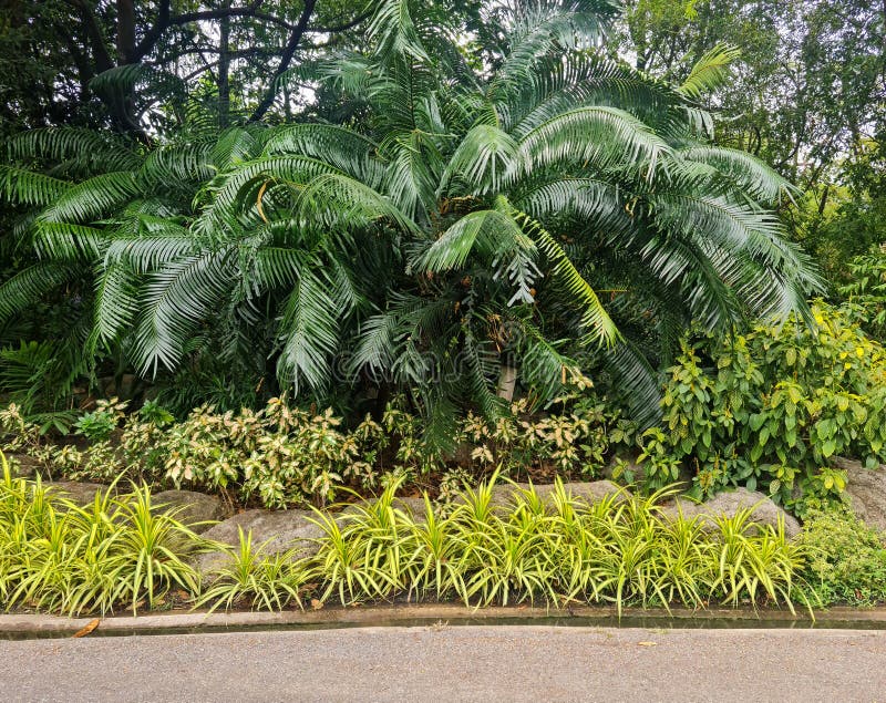 Palm Trees in the Park with Small Green Plants Stock Photo - Image of ...