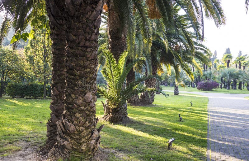 Palm Trees in a Park in Sochi, Russia. Evening 21 October 2109 Stock ...
