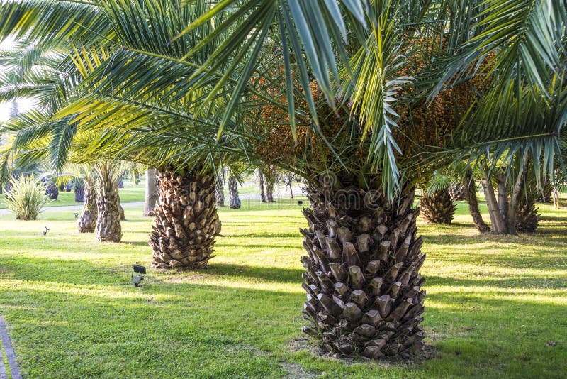 Palm Trees in a Park in Sochi, Russia. Evening 21 October 2109 Stock ...