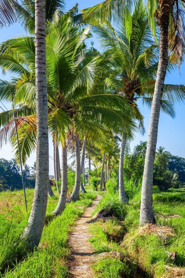 Palm Trees with a Path in Bali Indonesia Stock Photo - Image of verdant ...