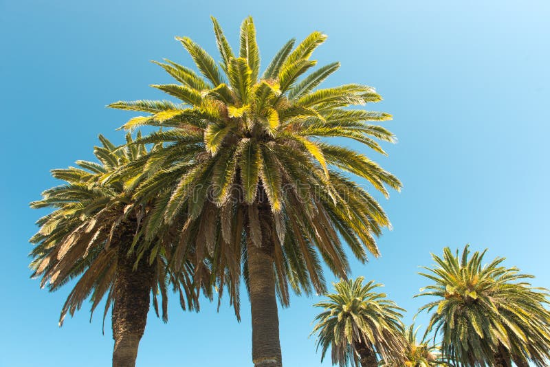 Palm Trees - Perfect Palm Trees Against a Beautiful Blue Sky Stock ...