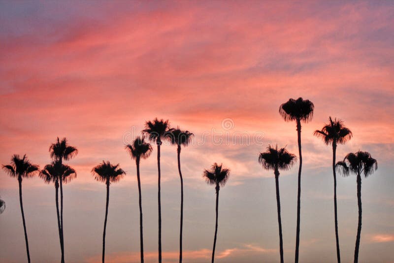 Palm trees stock photo. Image of sunset, palm, tree, pink - 97321098