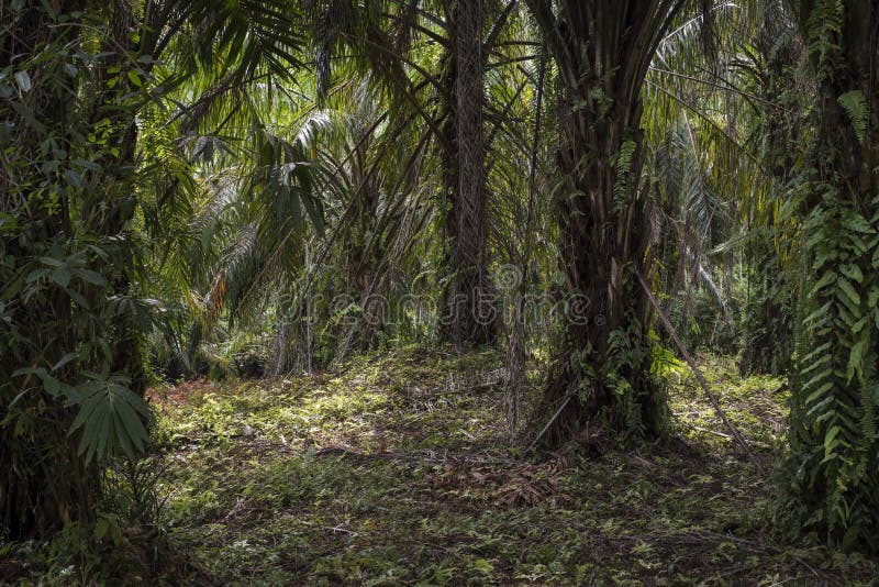 Palm Trees Plantations in Sumatra, Indonesia Stock Photo - Image of ...