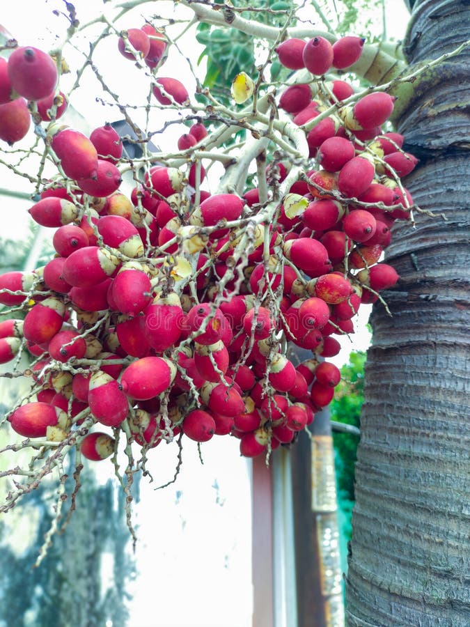 Red palm fruit stock image. Image of produce, vegetable - 263401801