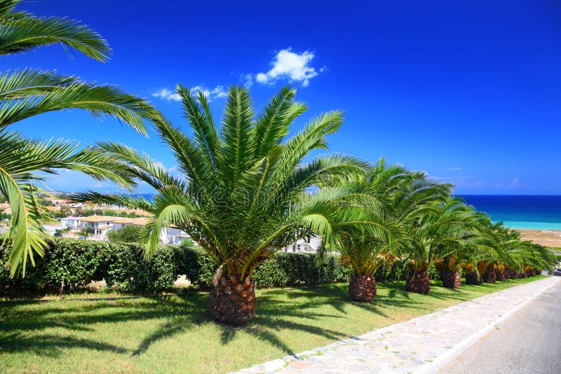 Palm Trees Planted in Row Along Mall Stock Photo - Image of majestic ...